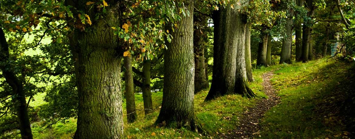 Nature Reserves and Woodlands in North and Mid Wales | Visit Bala